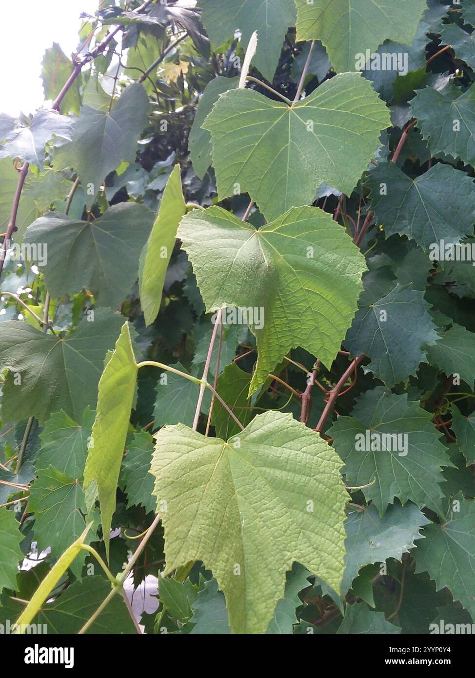 graybark grape (Vitis cinerea Stock Photo - Alamy