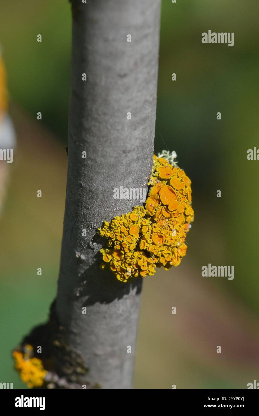 Pin-cushion Sunburst Lichen (Polycauliona polycarpa Stock Photo - Alamy