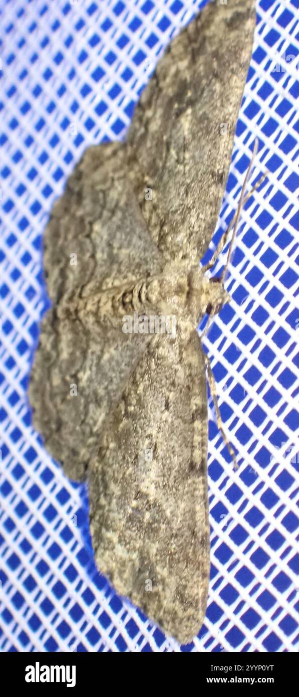 Small Engrailed (Ectropis crepuscularia Stock Photo - Alamy