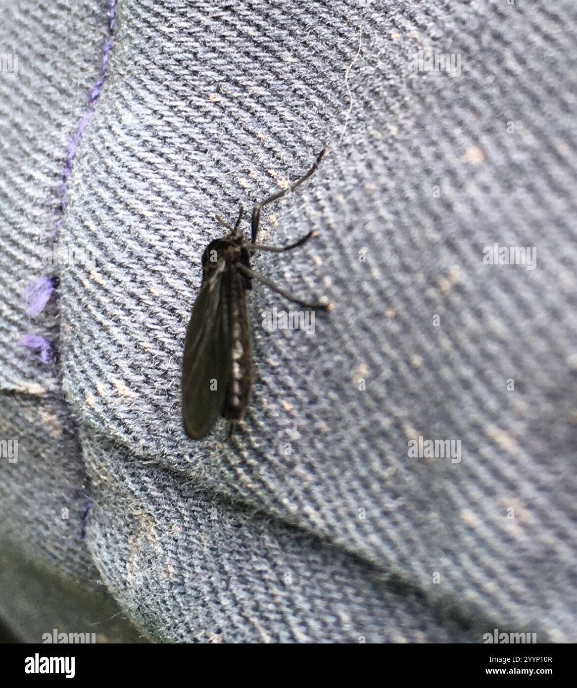 March Flies (Bibionidae Stock Photo - Alamy