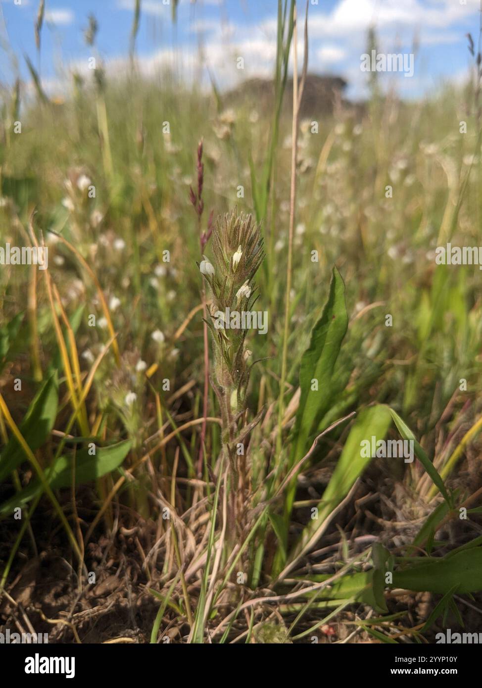 Hairy Indian Paintbrush (Castilleja tenuis Stock Photo - Alamy