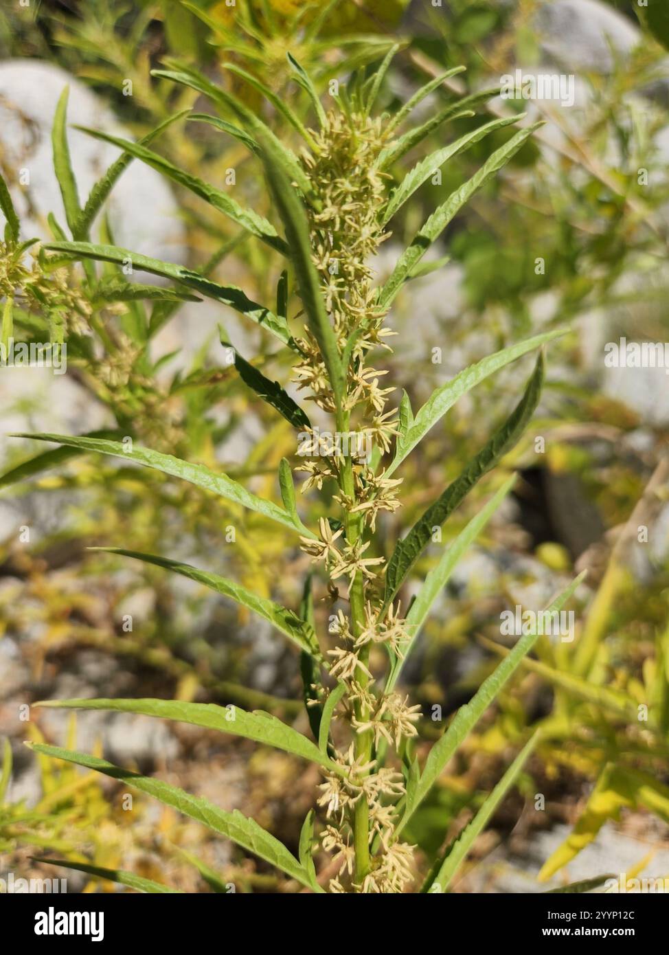 durango root (Datisca glomerata Stock Photo - Alamy
