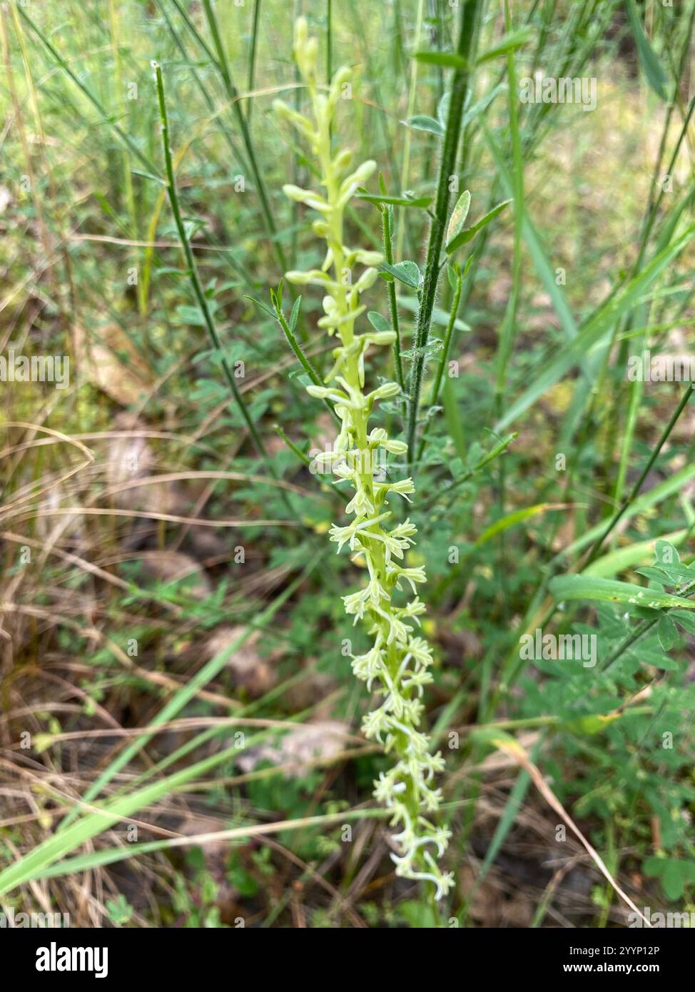 Flat Spurred Piperia (Platanthera transversa Stock Photo - Alamy