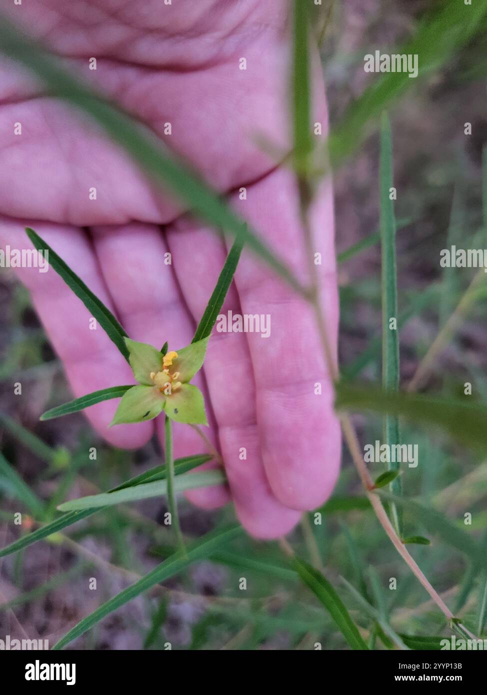 Seedbox (Ludwigia alternifolia Stock Photo - Alamy