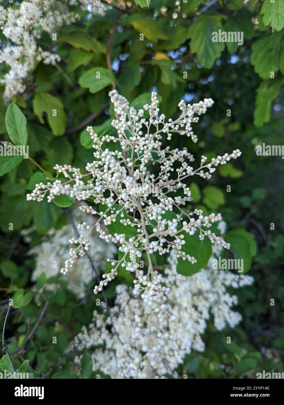 Ocean spray (Holodiscus discolor Stock Photo - Alamy