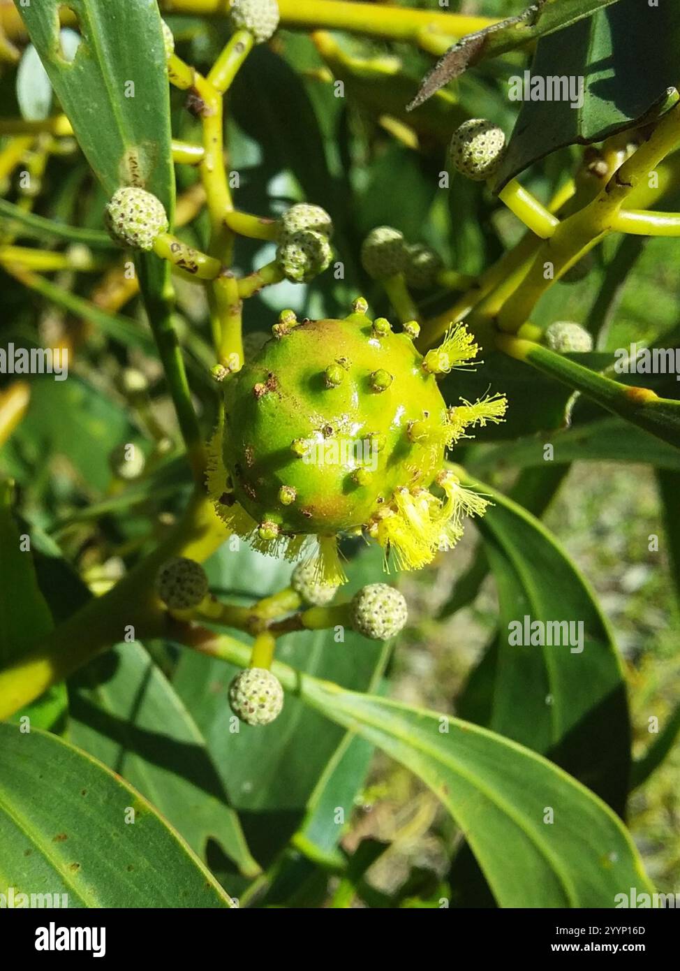 Golden Wattle Gall Wasp (Trichilogaster signiventris Stock Photo - Alamy