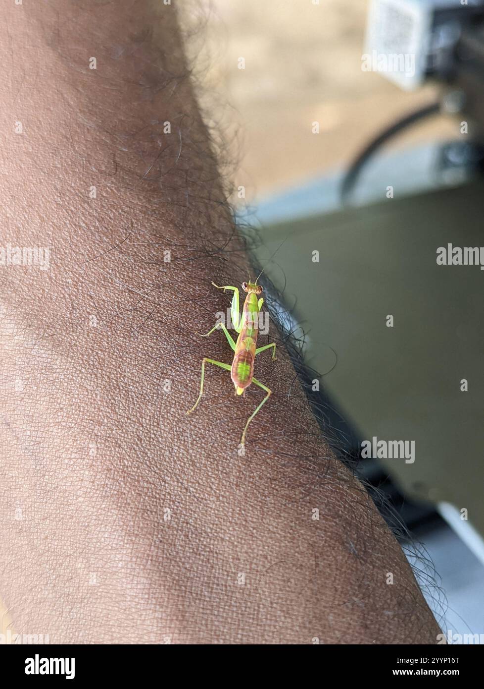 Asian Ant Mantises (Odontomantis Stock Photo - Alamy