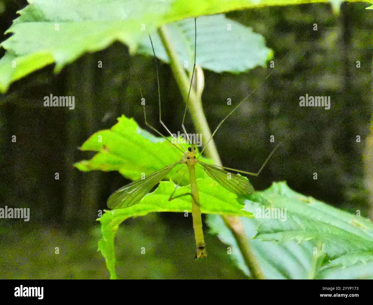 European Crane Fly (Tipula paludosa Stock Photo - Alamy
