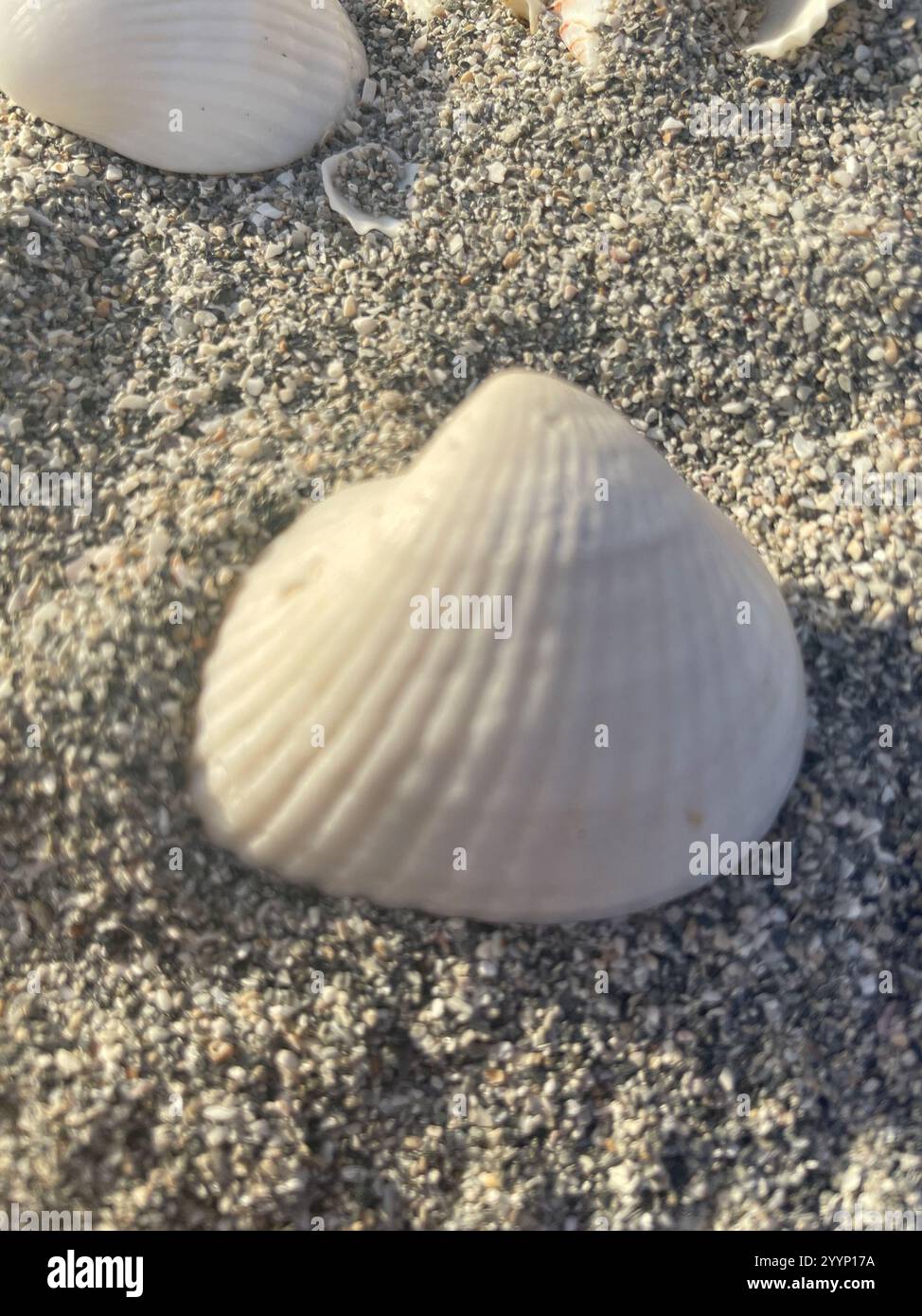 Ponderous Ark (Noetia ponderosa Stock Photo - Alamy