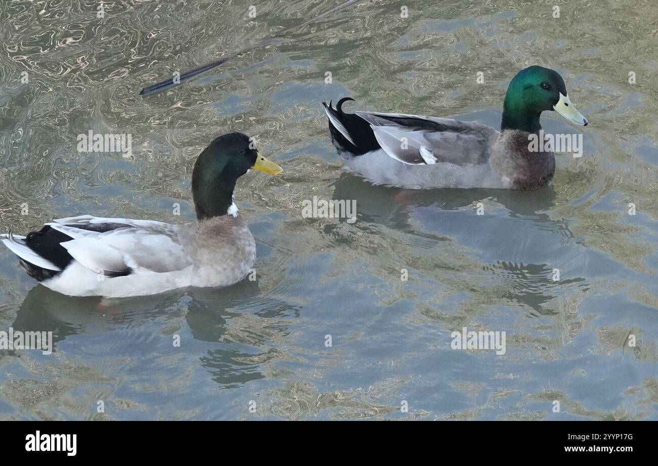 Domestic Mallard (Anas platyrhynchos domesticus Stock Photo - Alamy