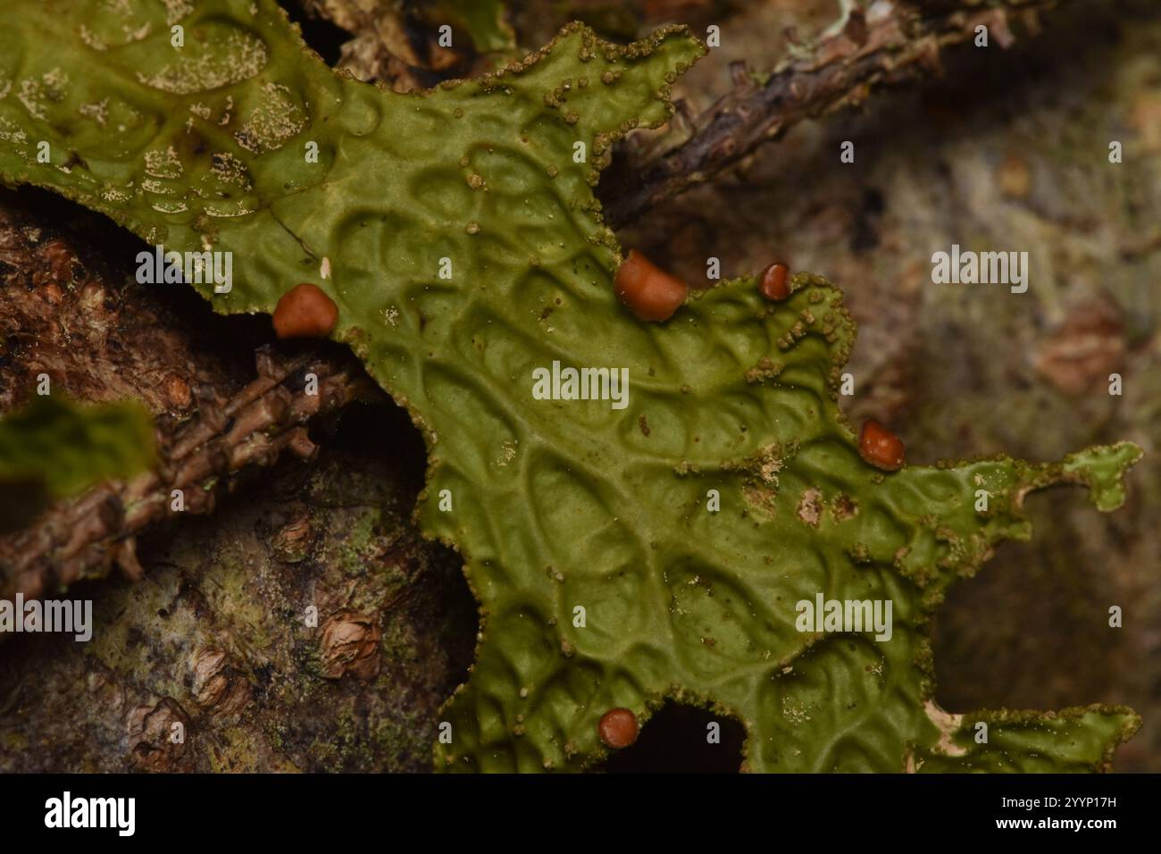 Tree Lungwort (Lobaria pulmonaria Stock Photo - Alamy
