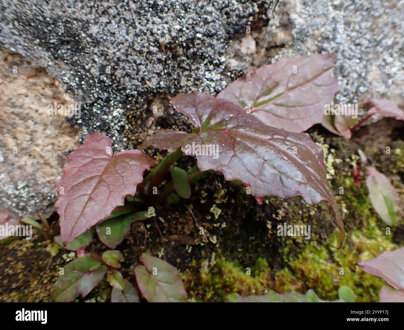 western rattlesnake root (Nabalus alatus Stock Photo - Alamy