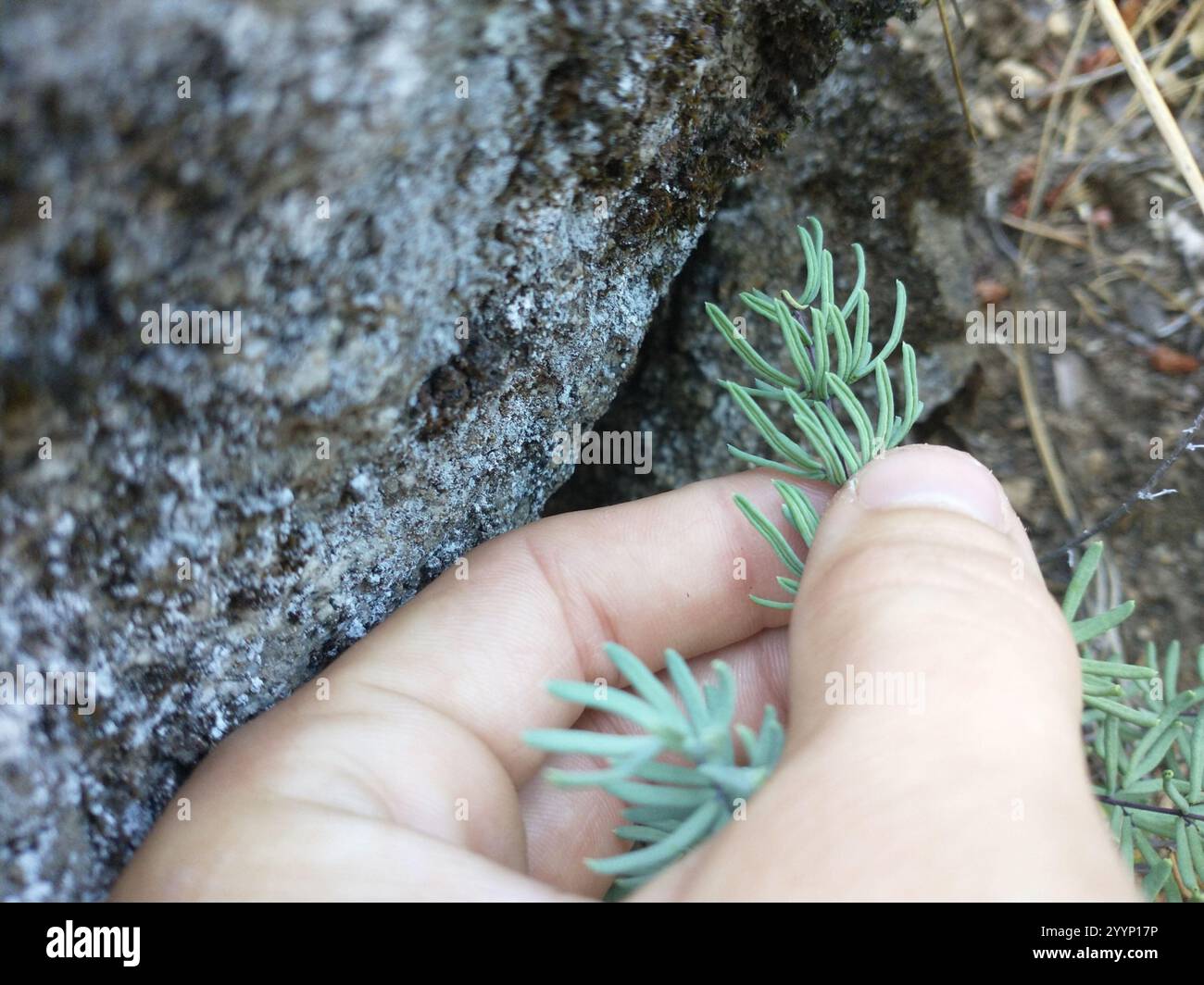 Sierra cliffbrake (Pellaea brachyptera Stock Photo - Alamy
