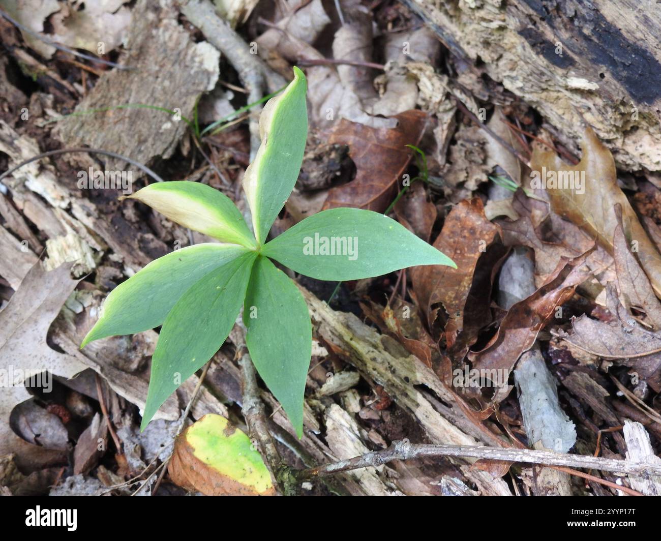 Cucumber Root (Medeola virginiana Stock Photo - Alamy
