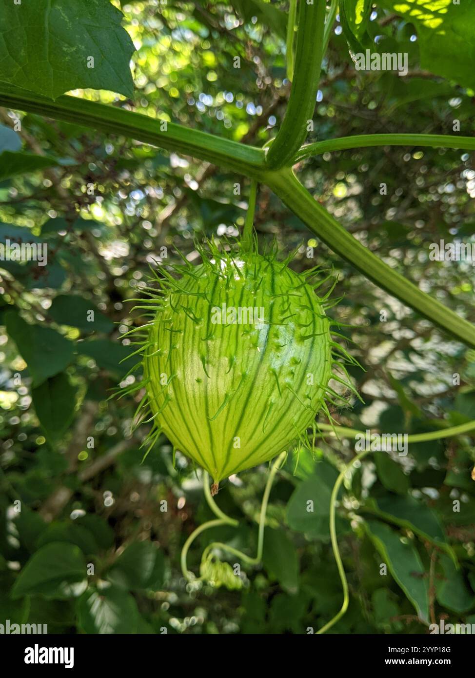 coastal manroot (Marah oregana Stock Photo - Alamy