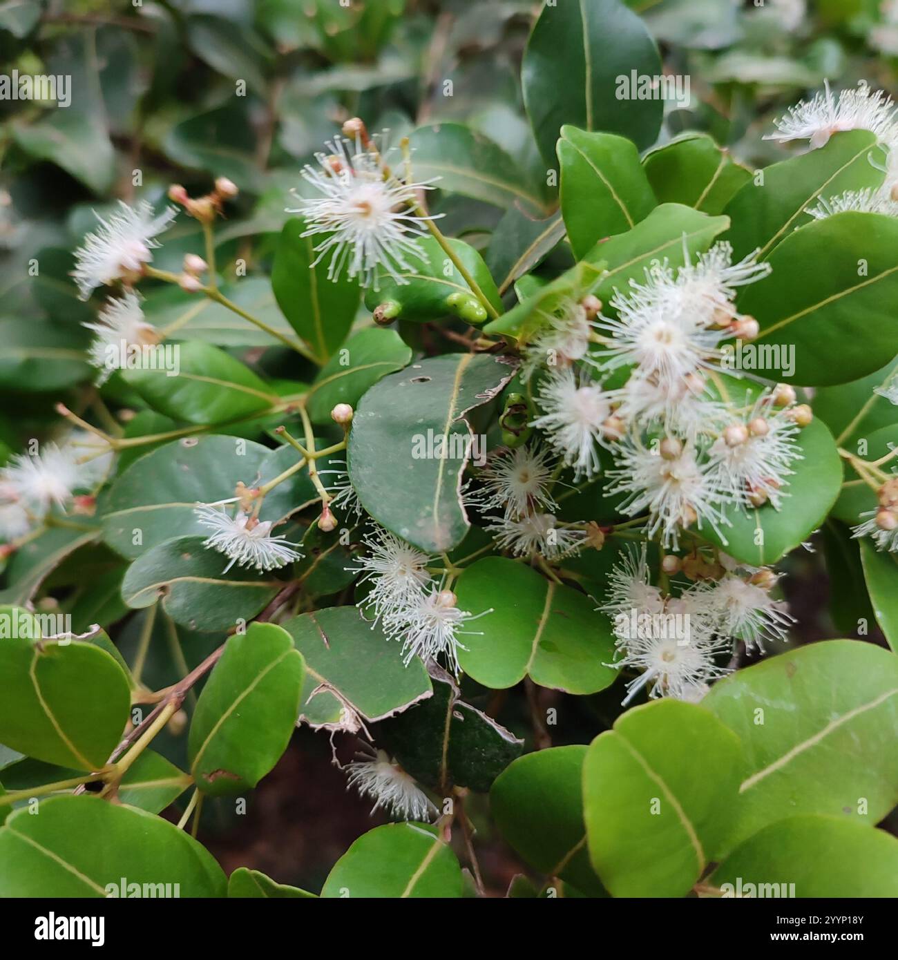 myrtle family (Myrtaceae Stock Photo - Alamy