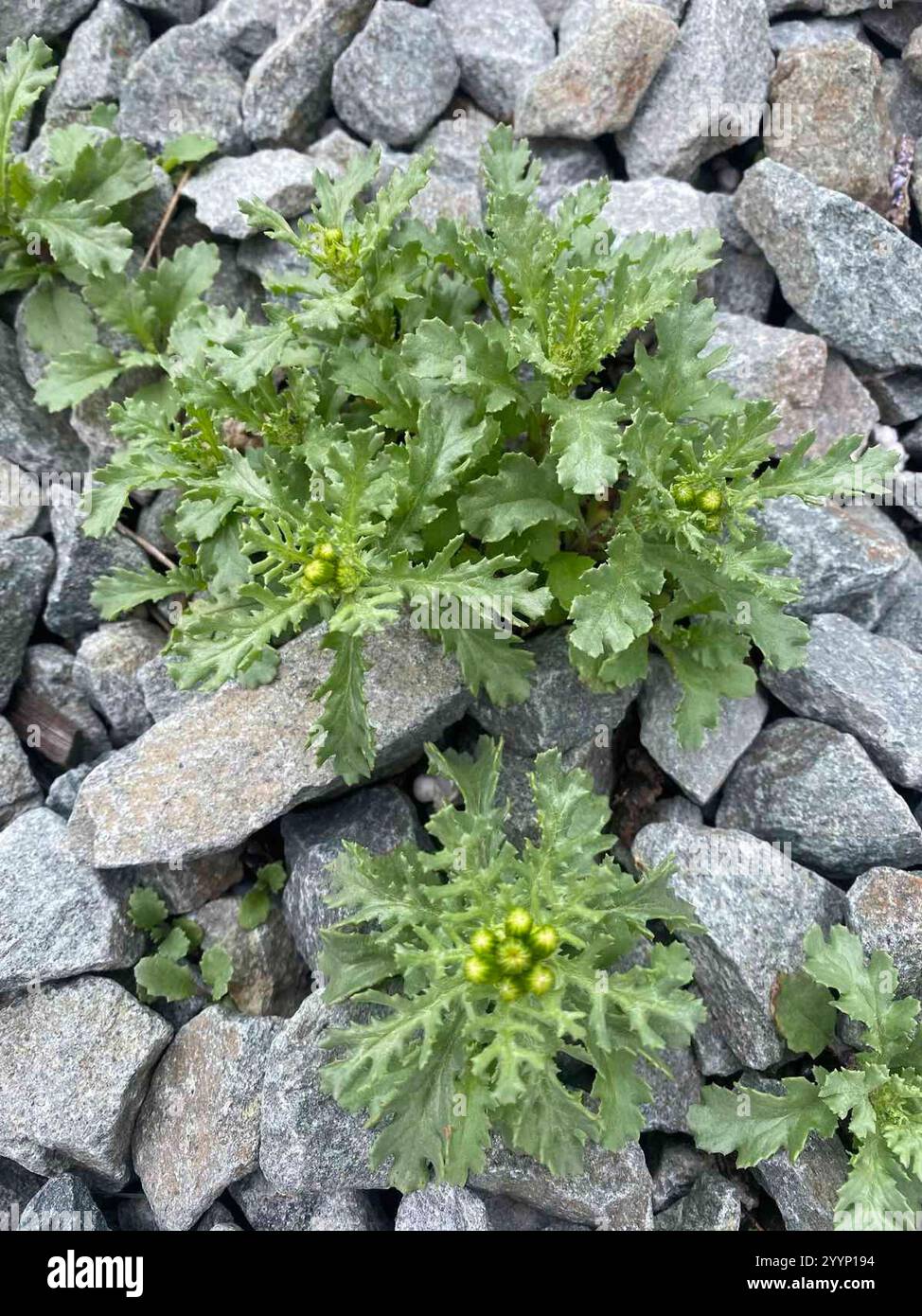 common groundsel (Senecio vulgaris Stock Photo - Alamy
