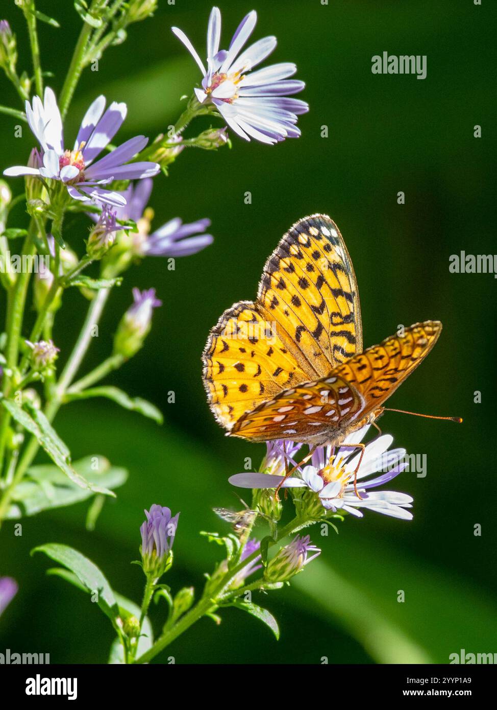 Northwestern fritillary hi-res stock photography and images - Alamy