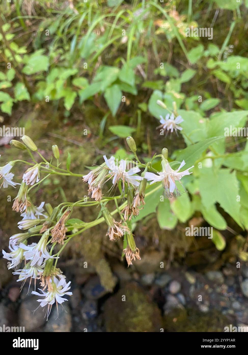 western rattlesnake root (Nabalus alatus Stock Photo - Alamy
