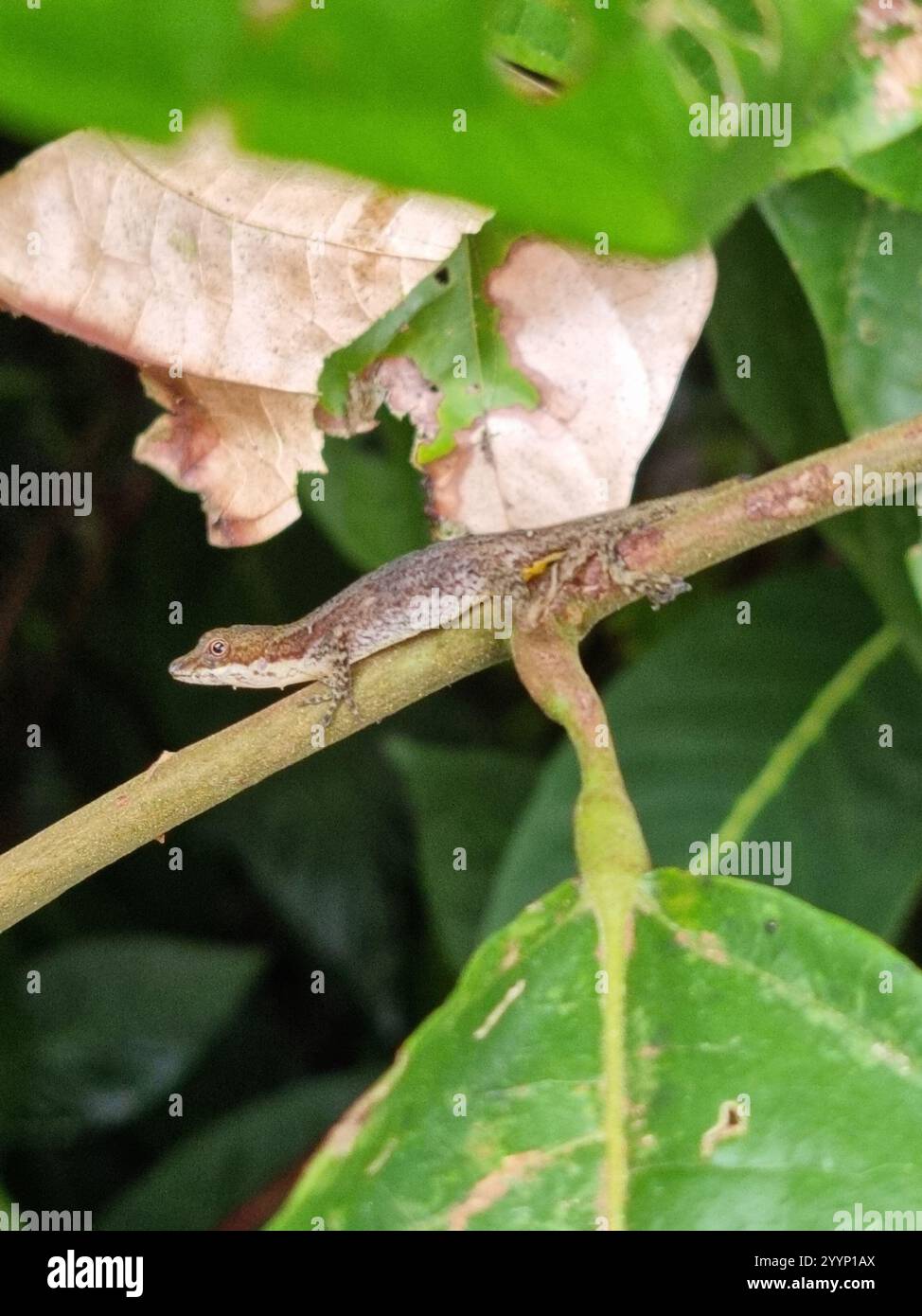 Border Anole (Anolis limifrons Stock Photo - Alamy