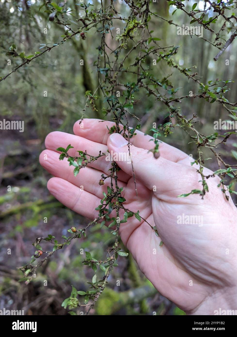 Prickly Currant-Bush (Coprosma quadrifida Stock Photo - Alamy