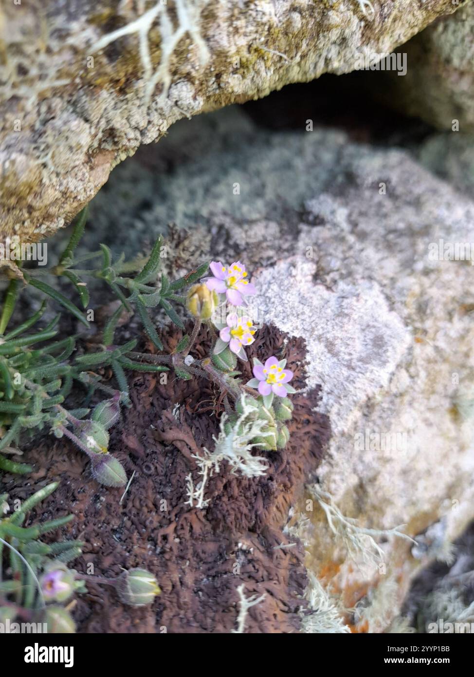 Rock Sea-spurrey (Spergularia rupicola Stock Photo - Alamy