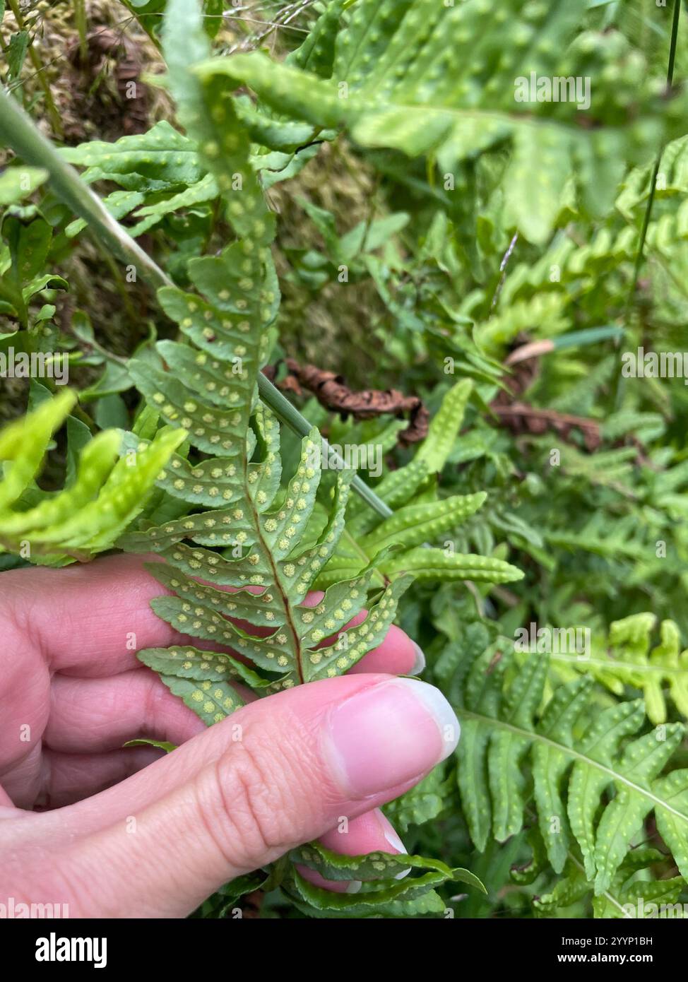 common polypody (Polypodium vulgare Stock Photo - Alamy