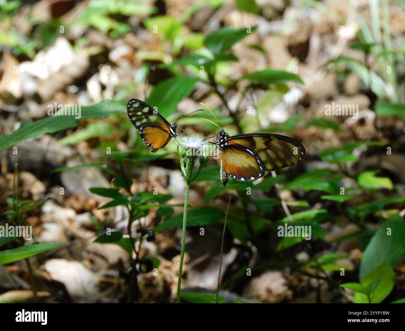 Milkweed Butterflies (Danainae Stock Photo - Alamy