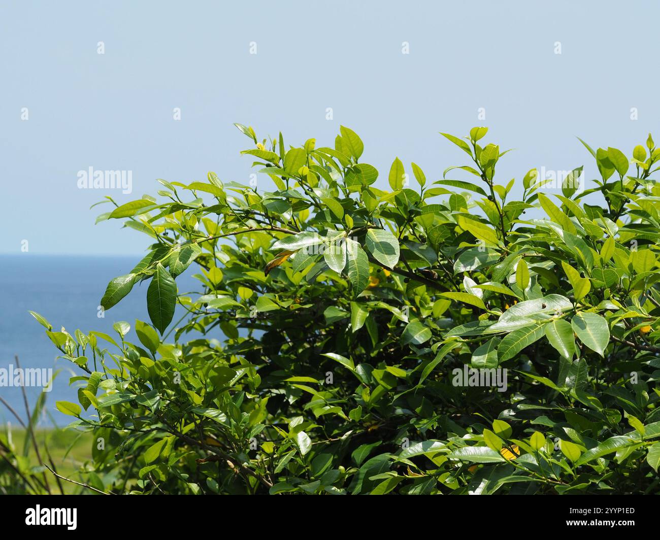 figwood (Ficus virgata Stock Photo - Alamy