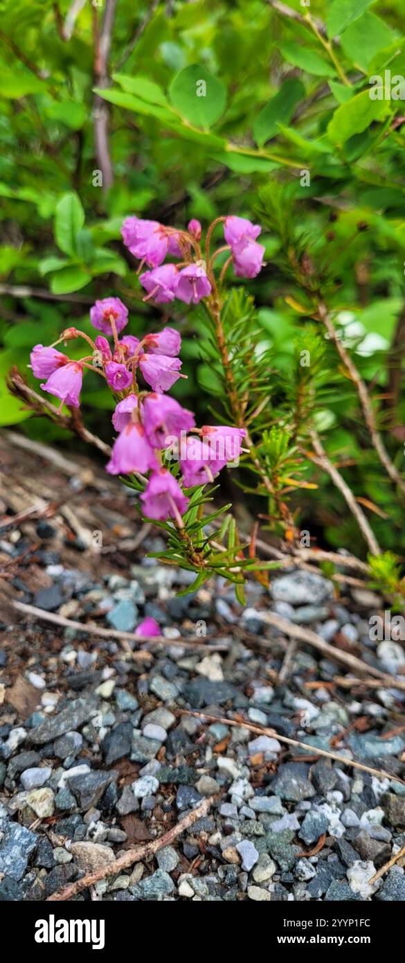 pink mountainheath (Phyllodoce empetriformis Stock Photo - Alamy