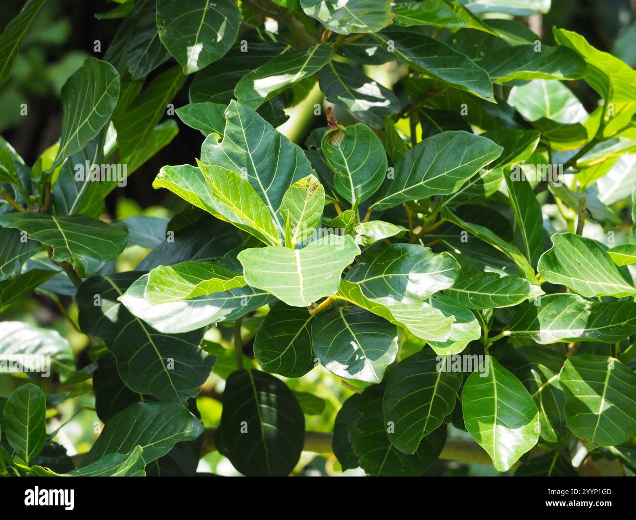 Ficus septica hi-res stock photography and images - Alamy