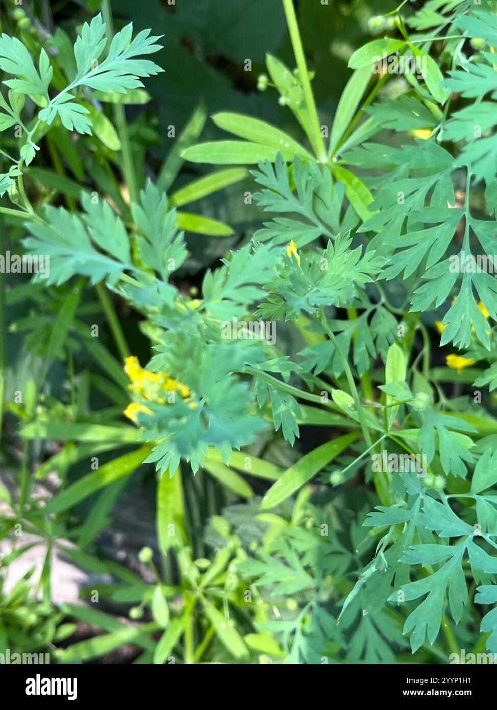 golden corydalis (Corydalis aurea Stock Photo - Alamy