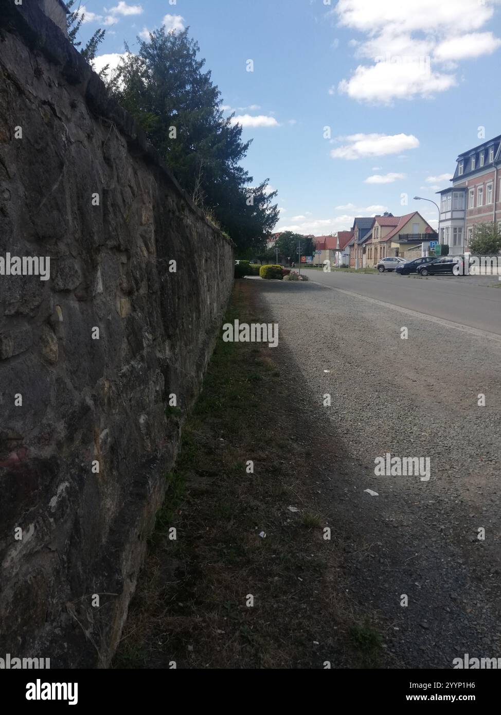 wall-rue (Asplenium ruta-muraria Stock Photo - Alamy