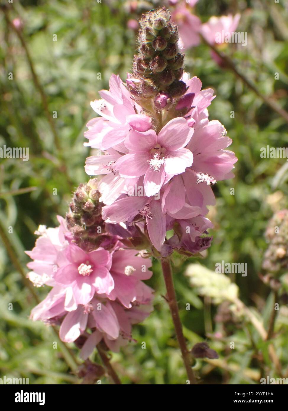Spicate Checkerbloom (Sidalcea oregana spicata Stock Photo - Alamy