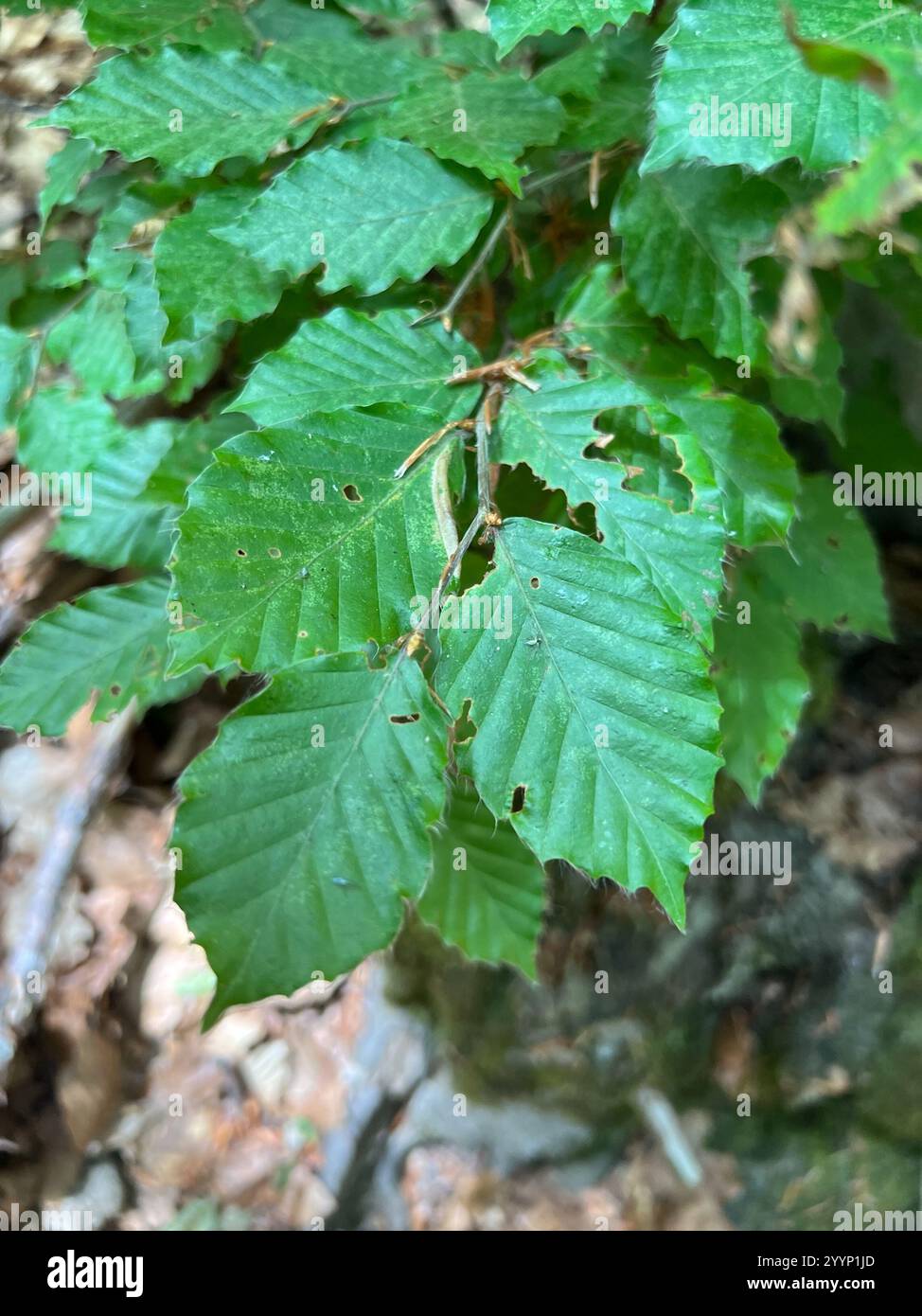European beech (Fagus sylvatica Stock Photo - Alamy