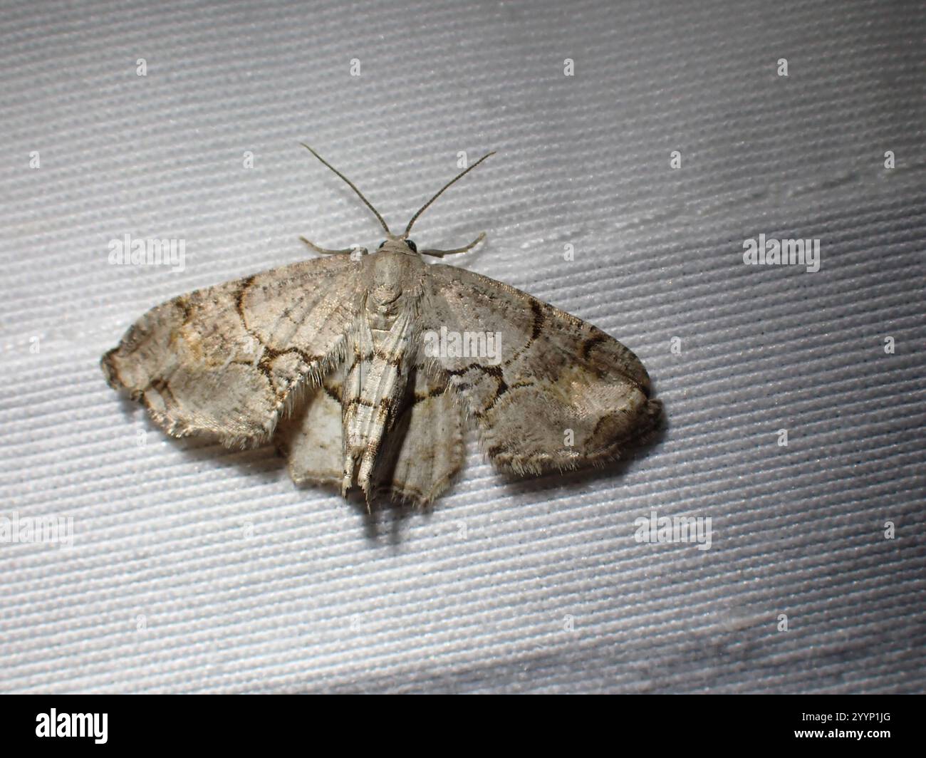 Callizzia amorata hi-res stock photography and images - Alamy