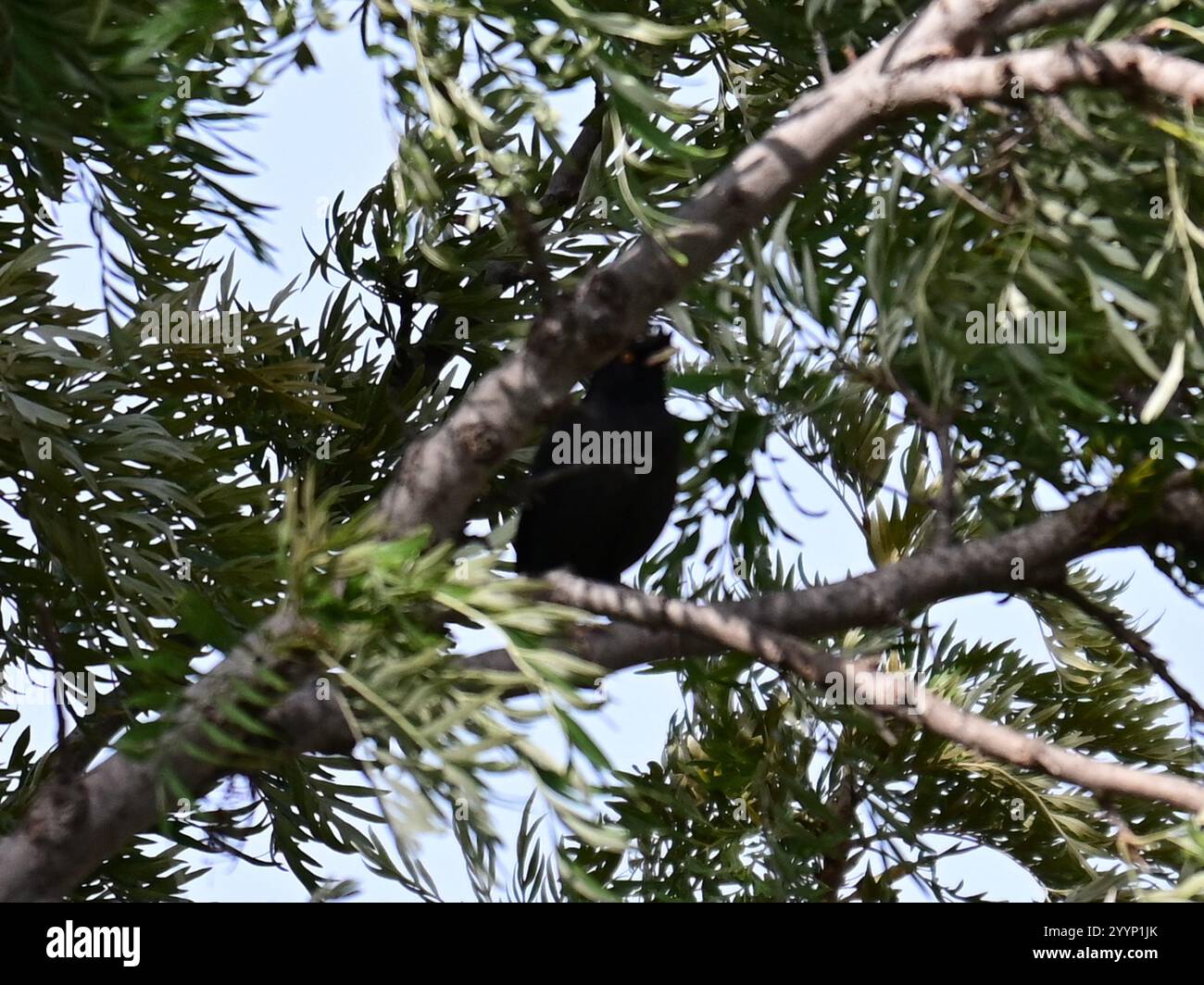 Crested Myna (Acridotheres cristatellus Stock Photo - Alamy