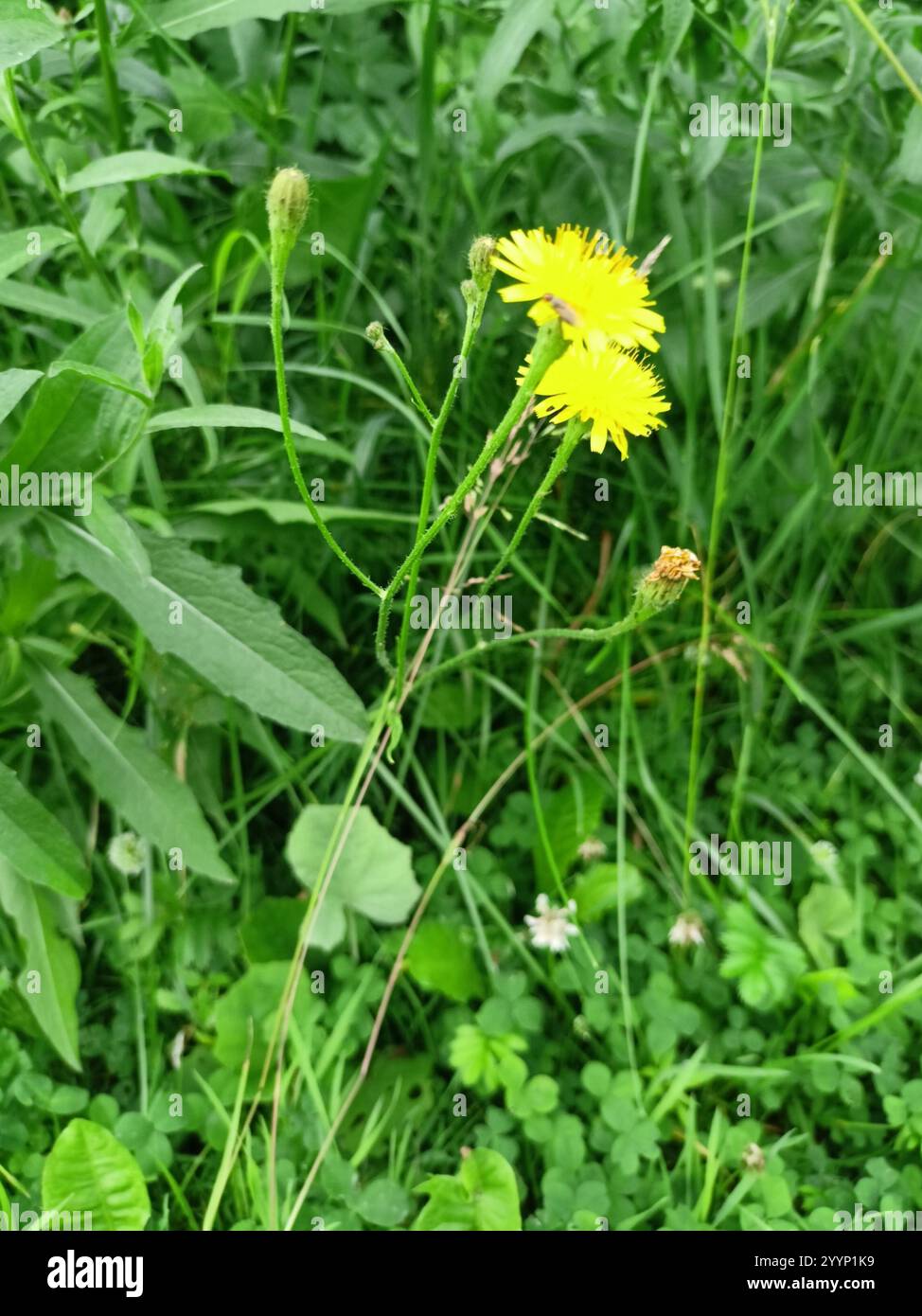 Autumn Hawkbit (Scorzoneroides autumnalis Stock Photo - Alamy