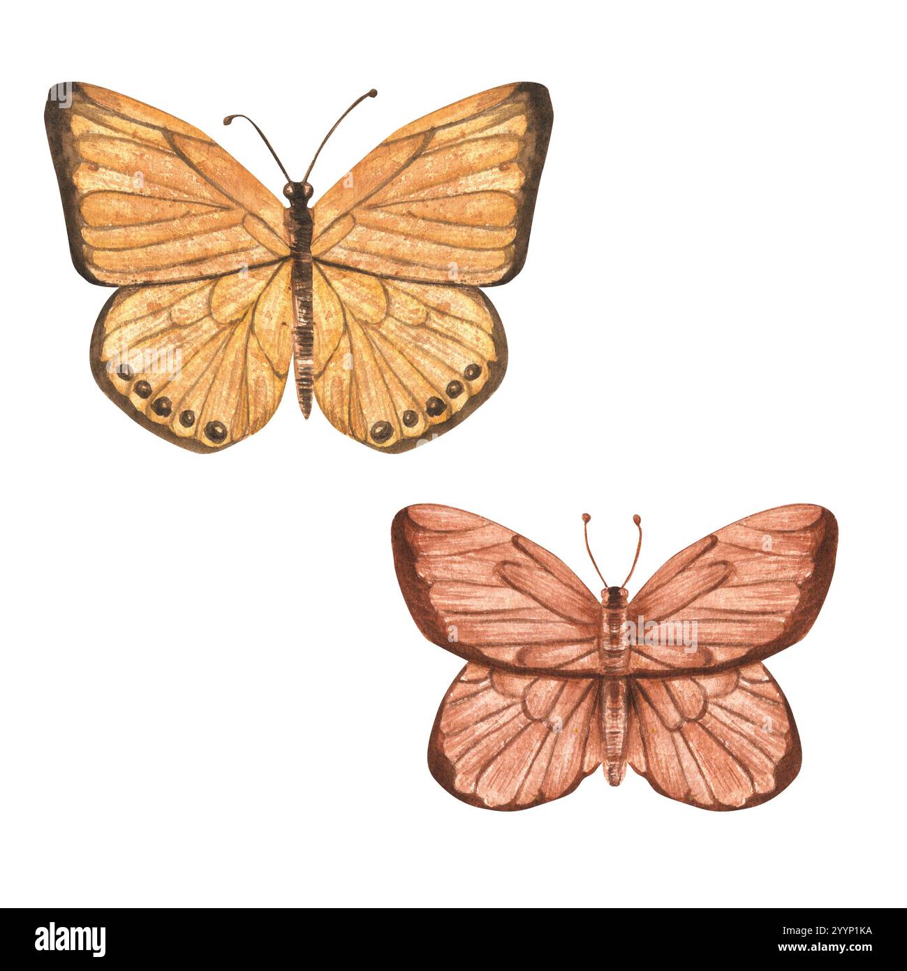 Hand-drawn watercolor illustration. Monochrome butterflies in ochre ...