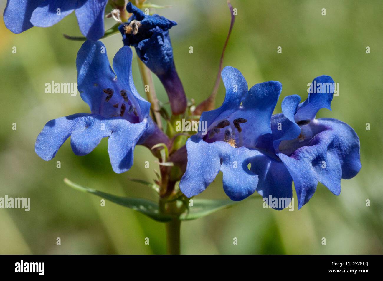 Wasatch penstemon hi-res stock photography and images - Alamy