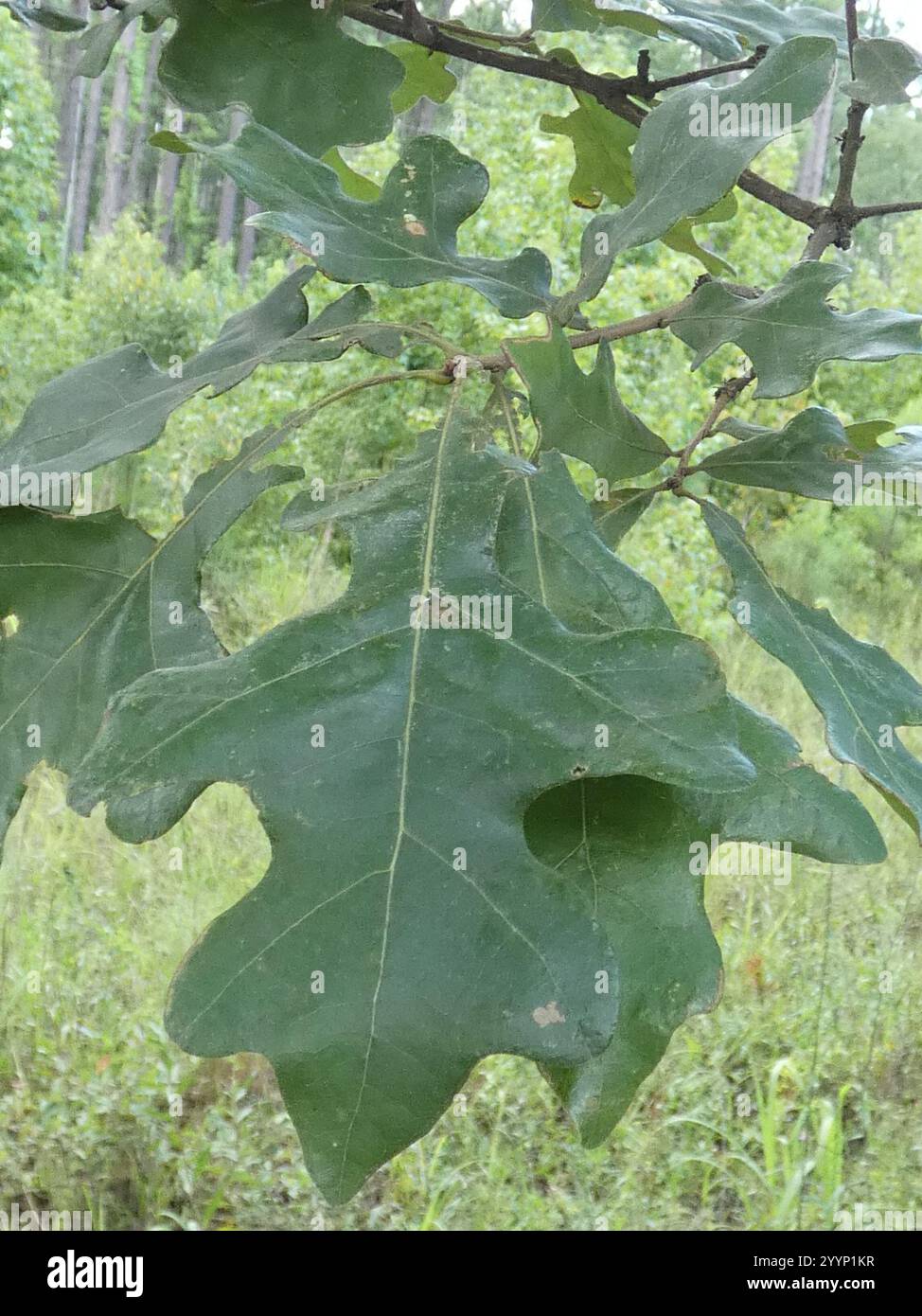 post oak (Quercus stellata Stock Photo - Alamy