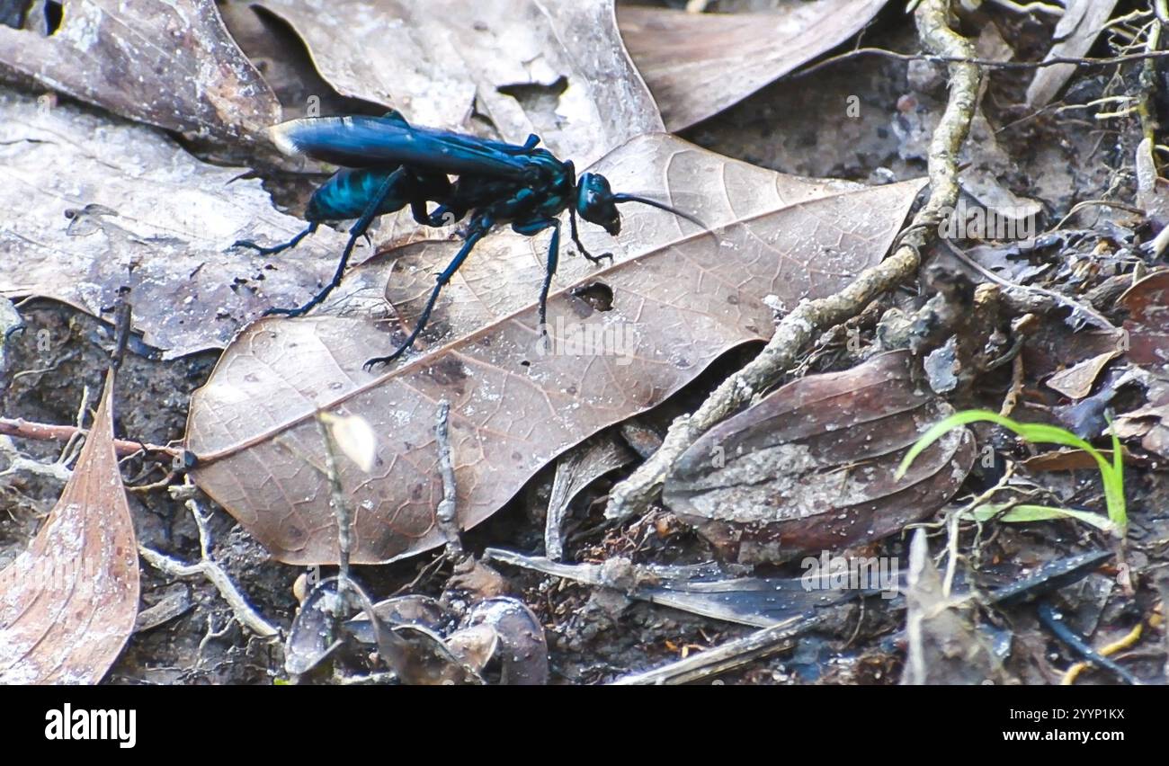 Tarantula-hawk Wasps and Allies (Pepsini Stock Photo - Alamy