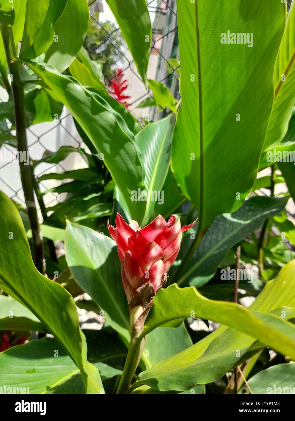 Red Ginger (Alpinia purpurata Stock Photo - Alamy