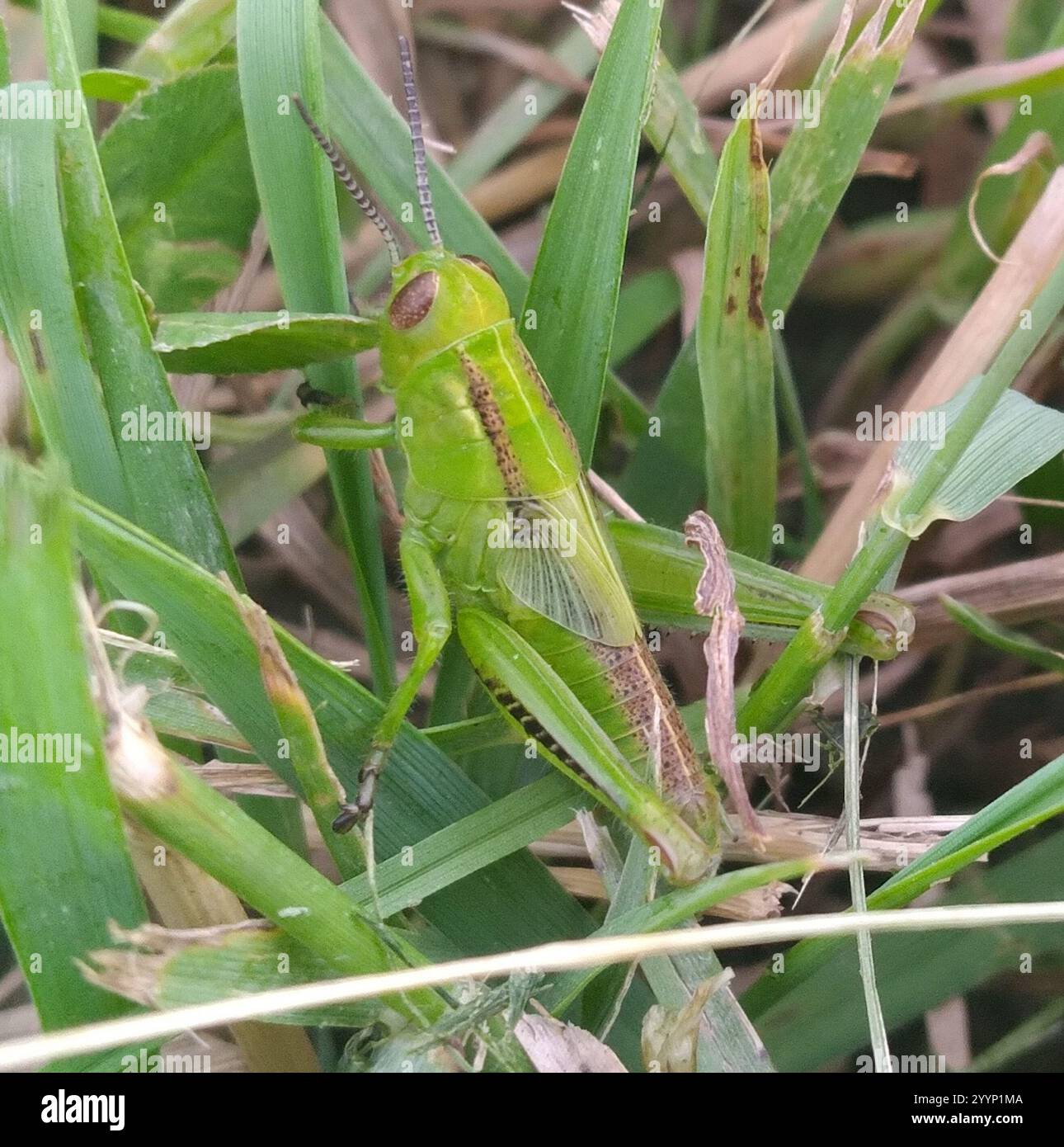 Two-striped Grasshopper (Melanoplus bivittatus Stock Photo - Alamy
