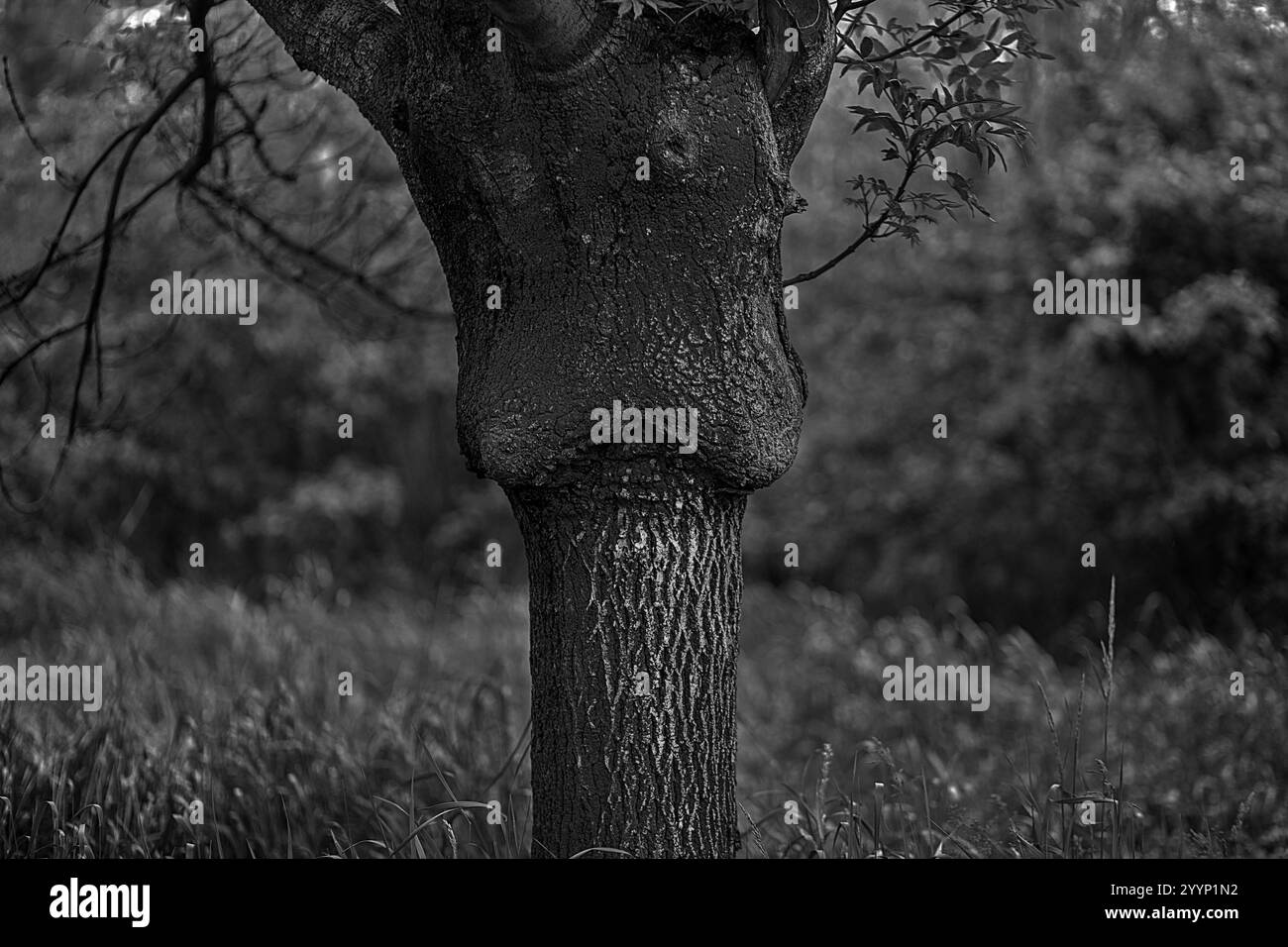 A black-and-white image of a tree whose trunk resembles a female body ...