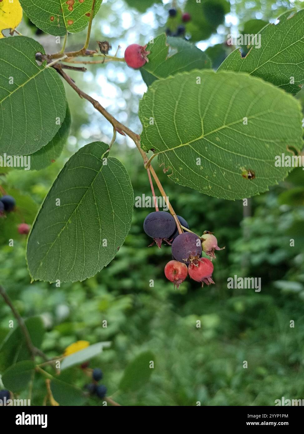 Dwarf Serviceberry (Amelanchier × spicata Stock Photo - Alamy