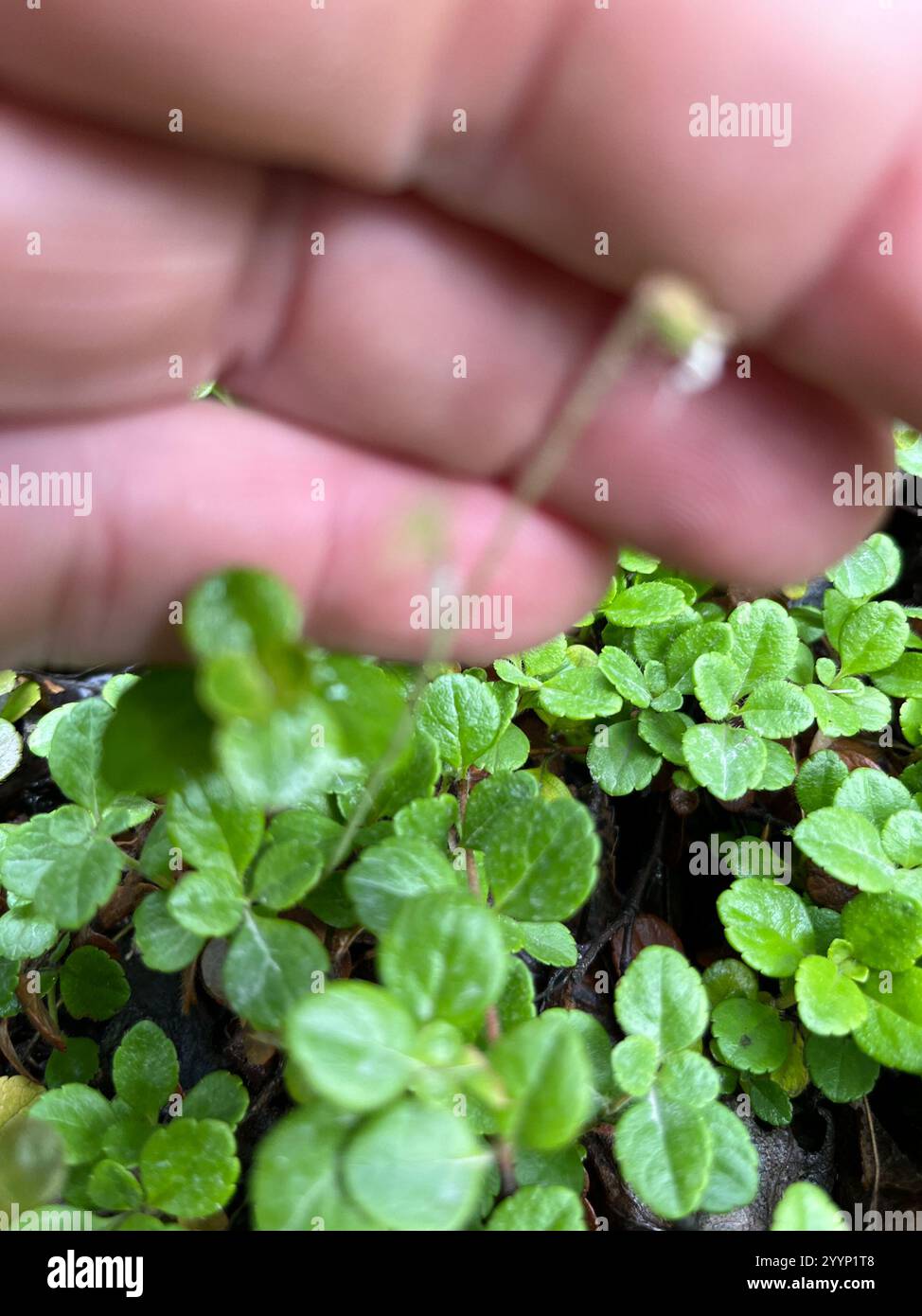 Twinflower (Linnaea borealis Stock Photo - Alamy