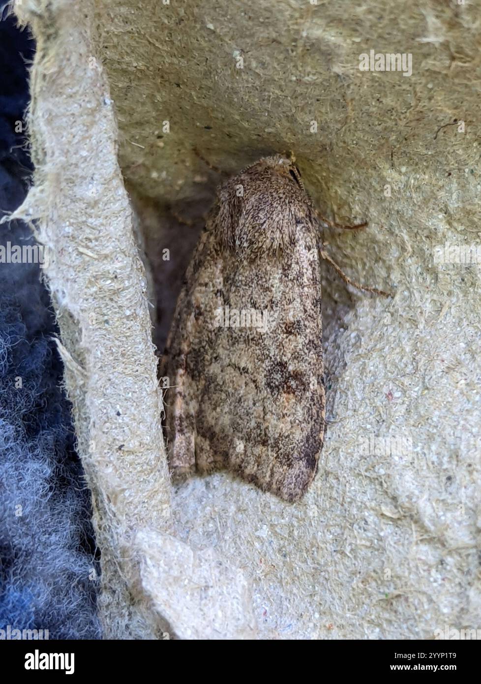 Mottled Rustic (Caradrina morpheus Stock Photo - Alamy