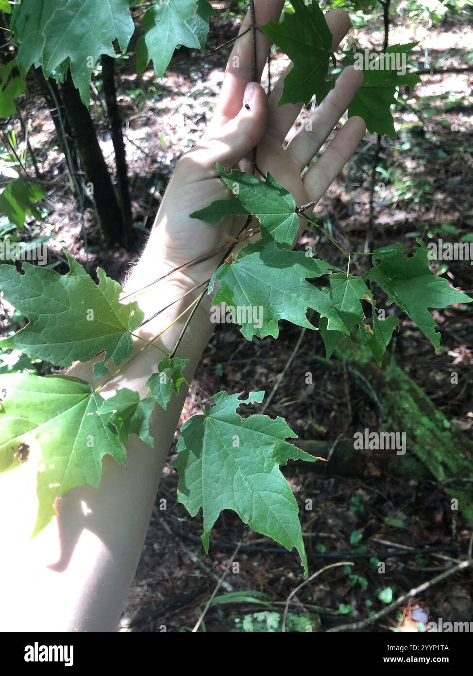 chalk maple (Acer leucoderme Stock Photo - Alamy