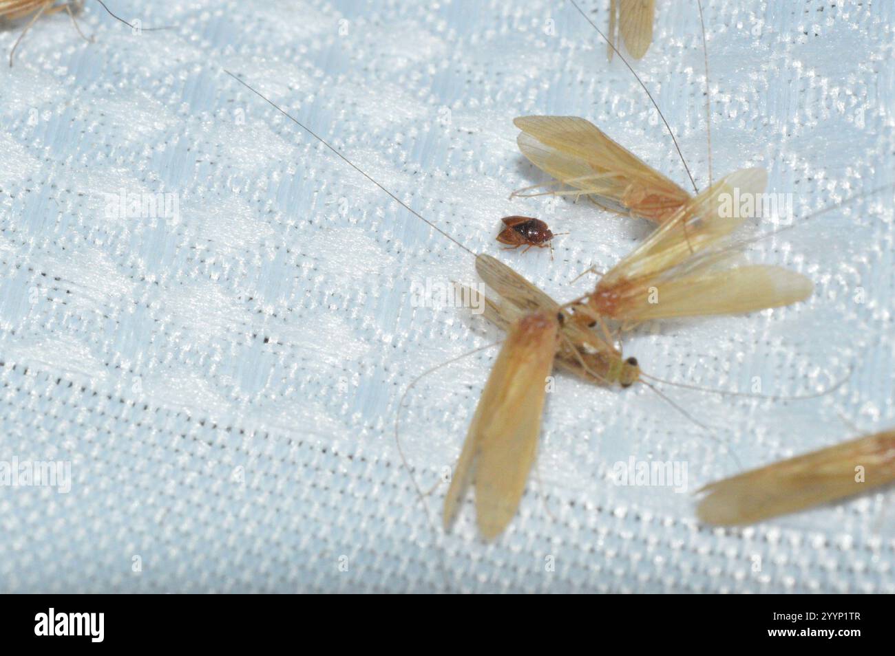 True Bugs (Heteroptera Stock Photo - Alamy